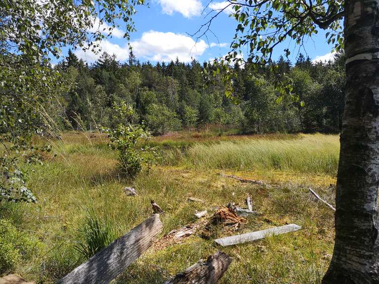 Hormersdorfer Hochmoor Routes for Walking and Hiking | Komoot