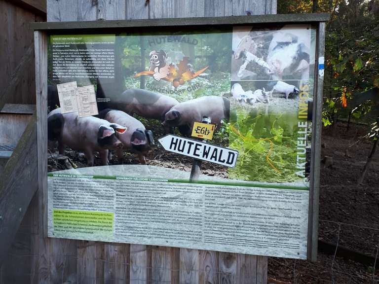 Hutewald Gunzendorf-Elgersdorf met Schwäbisch-Hall-varkens wandelroutes ...