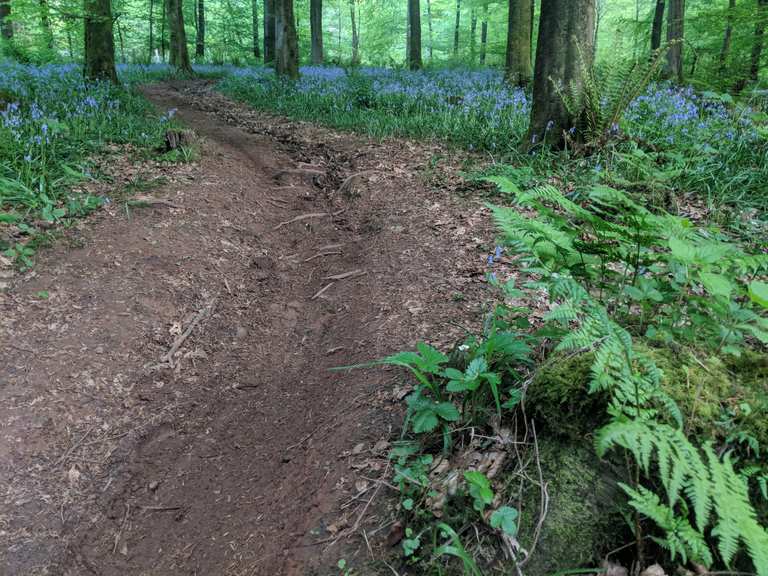 Chemins cavaliers de Rowberrow Warren Woods - Sentiers et pistes de VTT ...