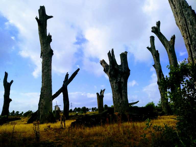 Oermonument - 2000 jaar oude bomen wandelroutes en hikes | Komoot