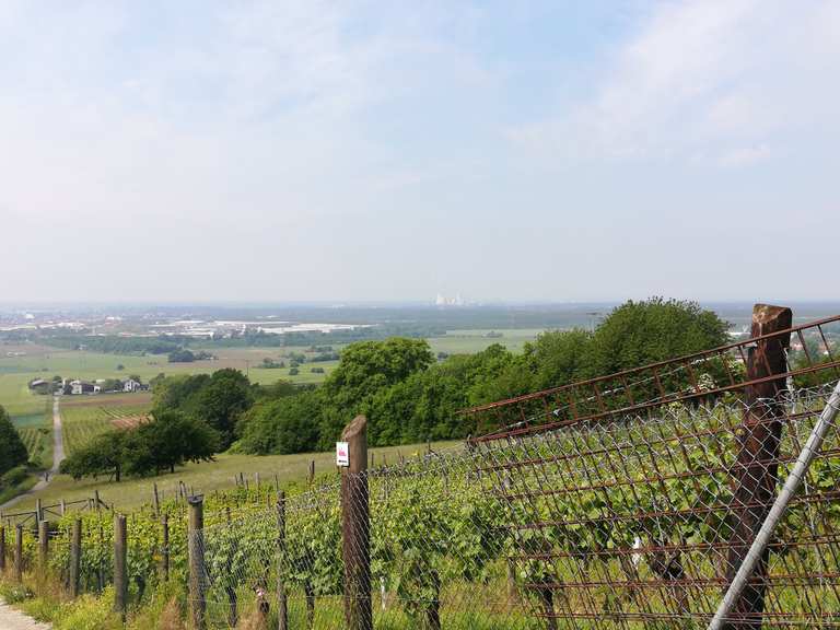 Hoerstein Weinberge: Mountainbike-Touren und -Trails | komoot