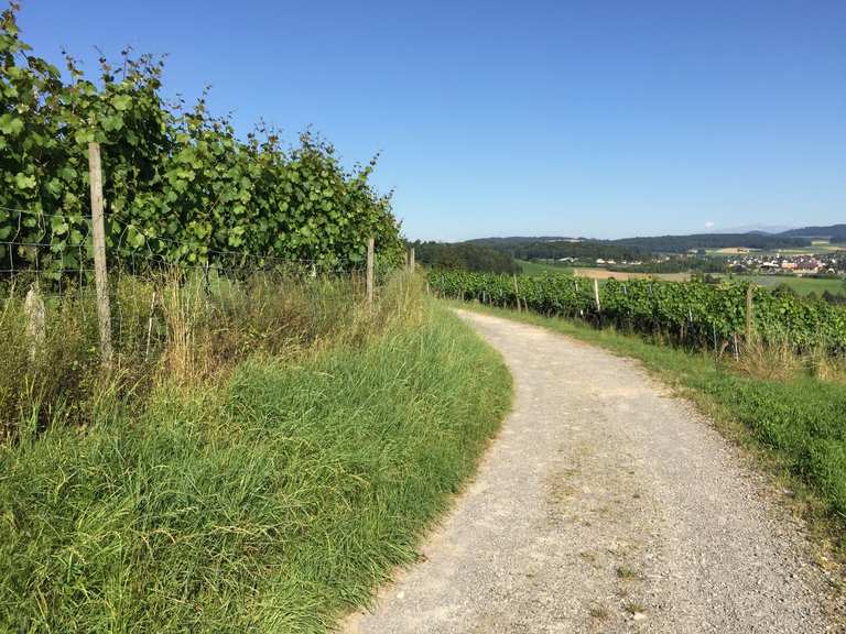 Rebberg oberhalb von Stadel: Wanderungen und Rundwege | komoot