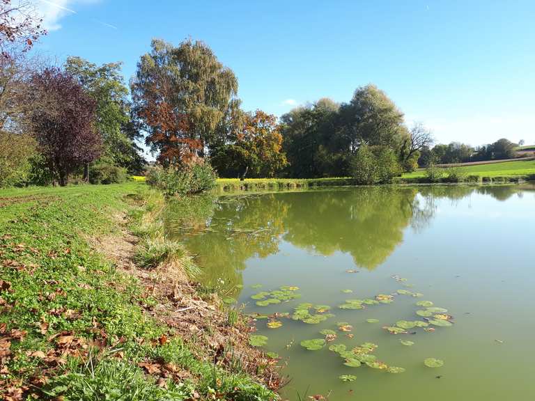 Erlensee: Wanderungen und Rundwege | komoot