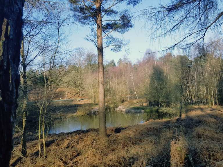 Reedy Pool Routes for Walking and Hiking | Komoot