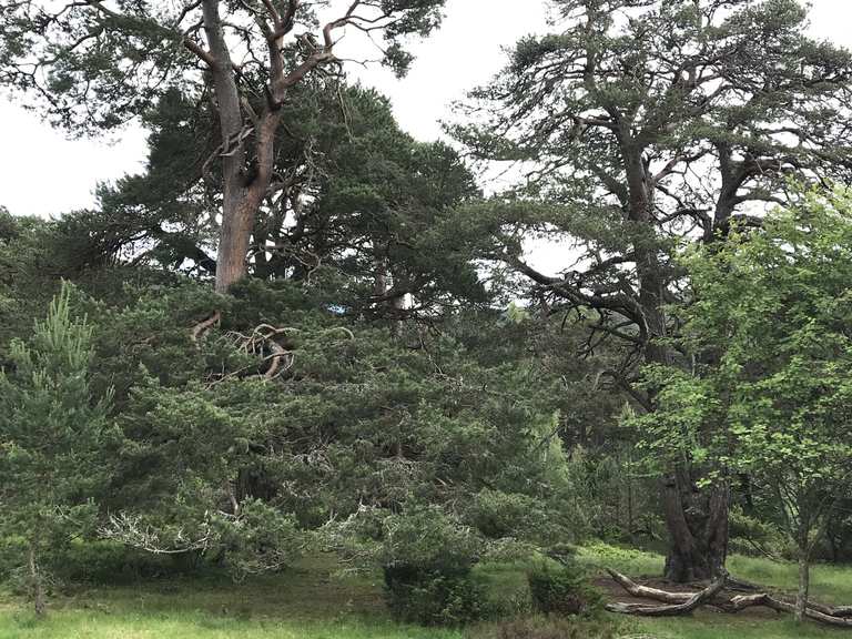 Drake's Bothy, Inshriach National Nature Reserve Routes for Walking and ...
