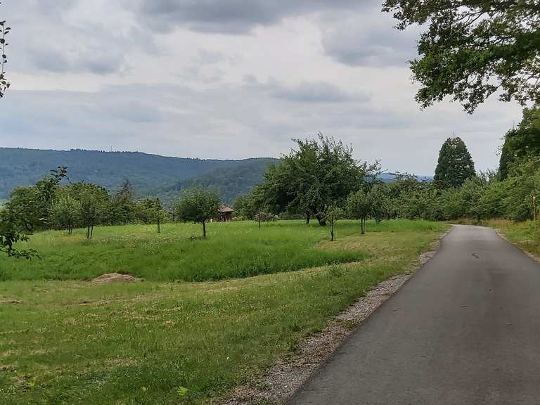 Giant Sequoias – Hikes & How to Get There | Komoot