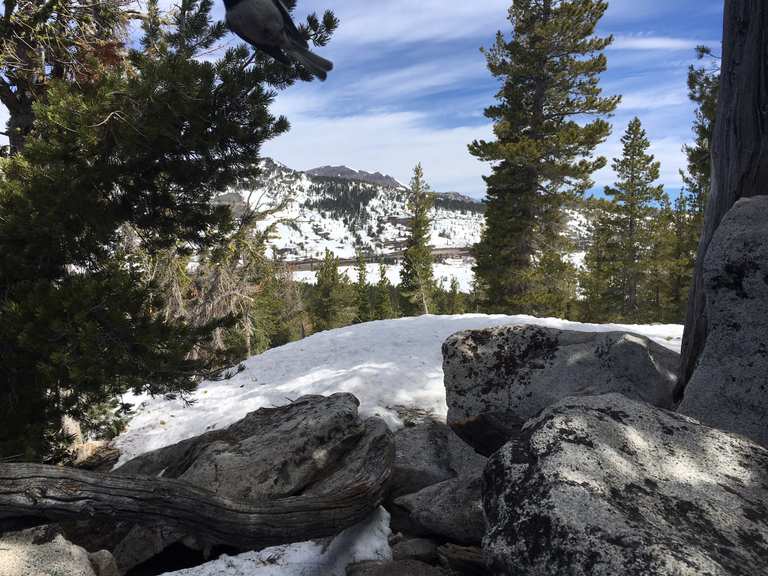 Chickadee Ridge Routes for Walking and Hiking | Komoot