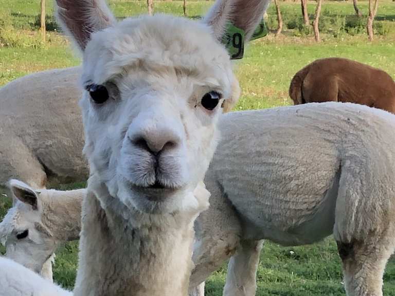 Alpakafarm Schaber: Wanderungen und Rundwege | komoot