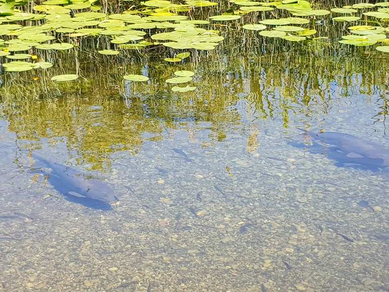 Kleinsee - Sankt Kanzian am Klopeiner See, Völkermarkt | Hiking Tips ...