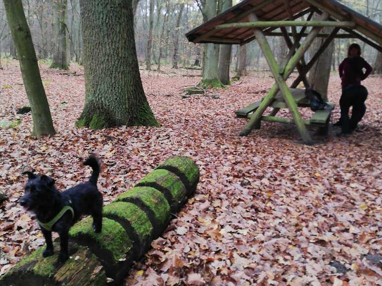 Arboretum Erbsland: Wanderungen und Rundwege | komoot