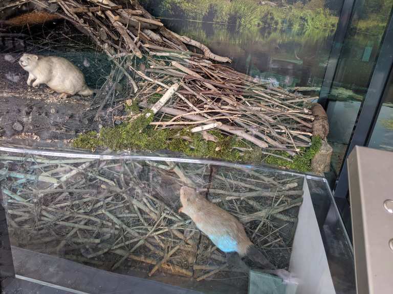 Biberbau (Naturstation): Wanderungen und Rundwege | komoot