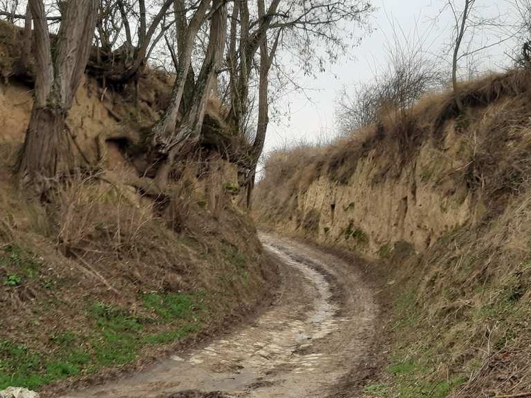 Hohlwege in und um Alsheim Routes for Walking and Hiking | Komoot