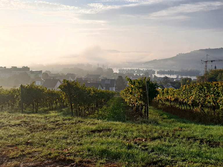 Col de Germania – Aufstieg Rüdesheim/ Aulhausen 🚴‍♂️ Road Cycle Routes ...