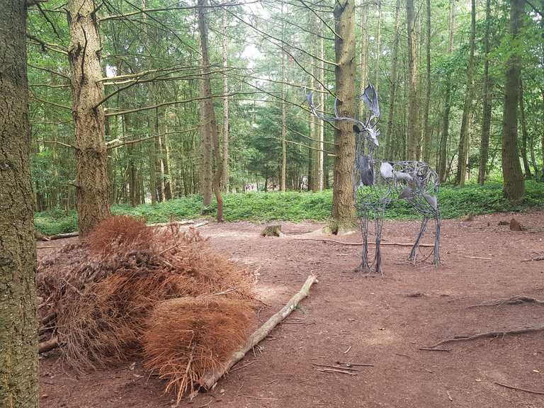 Wyre Forest - Mountain Bike Trails & Tracks | Komoot