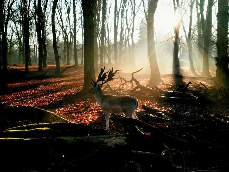 Wildgehege im Tegeler Forst - Berlin, Germany | Hiking Tips & Photos ...