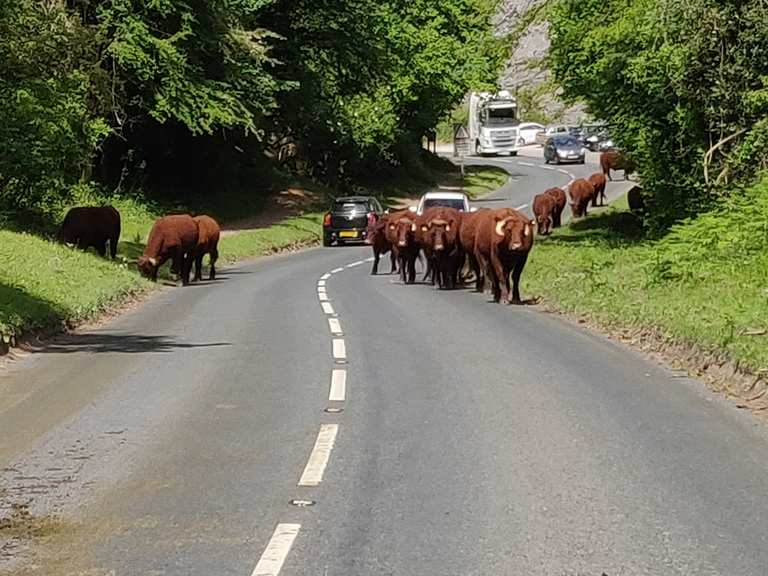 Burrington Combe Road Climb - Road Cycle Routes and Map | Komoot