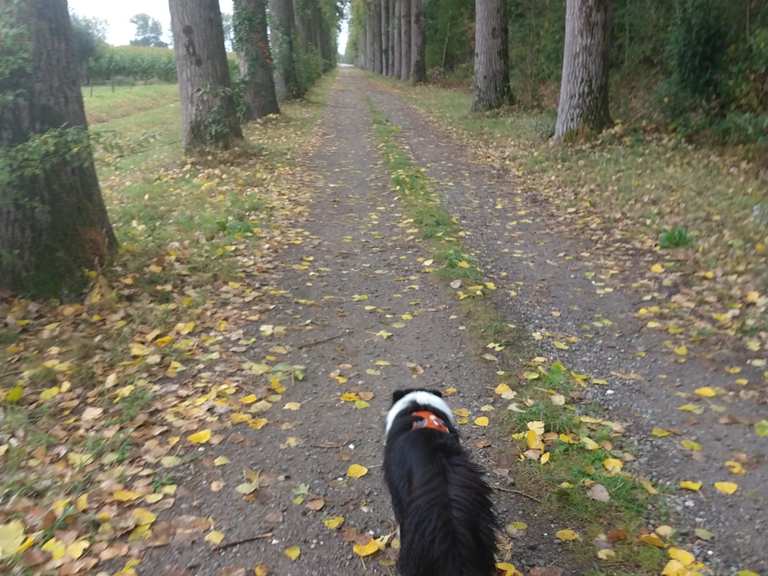 Naar Bos van AA | Wanderung | Komoot