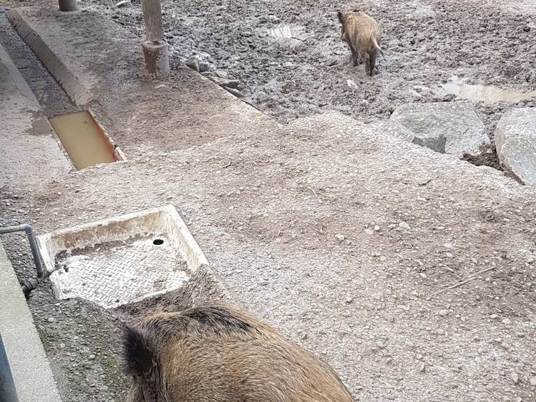 Wildpark Haibach: Wanderungen und Rundwege | komoot