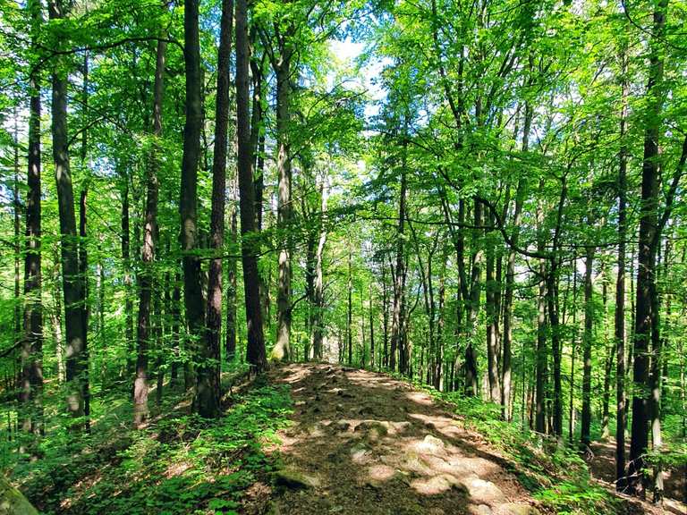 Kelten Ringwall Houbirg – Ringwallanlage Houbirg Runde von Pommelsbrunn ...