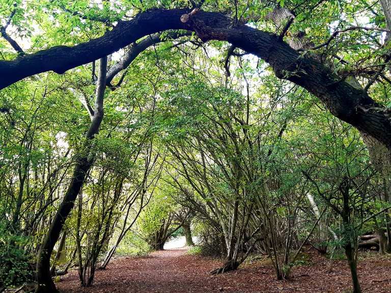 One Tree Hill Routes for Walking and Hiking | Komoot