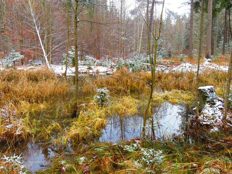 Alter Floßgraben Forest Path Mountain Bike Trails & Tracks | Komoot