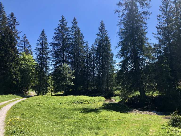 Gross Moos - Mountain Bike Trails & Tracks | Komoot