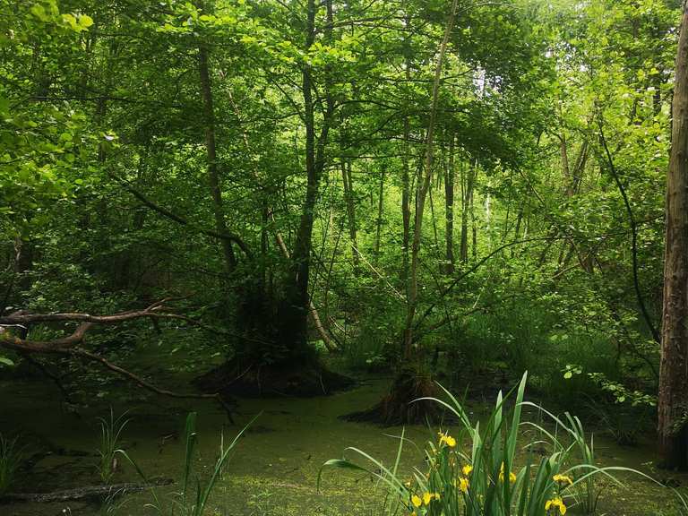 Blutsee-Moor Routes for Walking and Hiking | Komoot