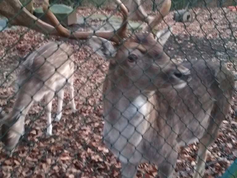 Wildgehege Weitmarer Holz Routes for Walking and Hiking | Komoot