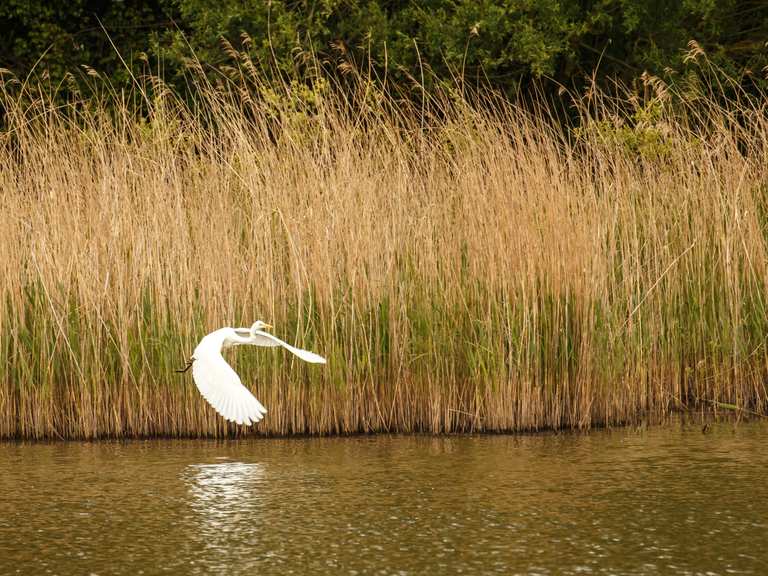 Testwood Lakes & Lower Test Nature Reserve loop | run | Komoot