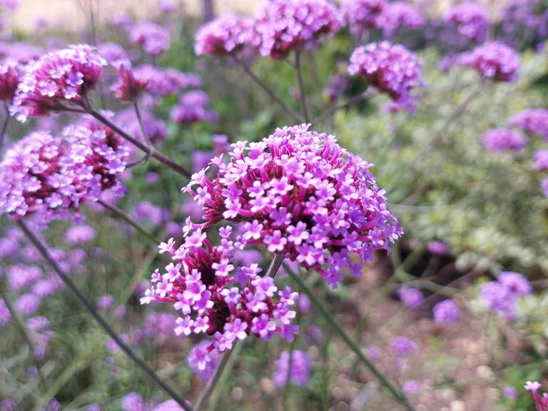 The Farm. Snitterfield Routes for Walking and Hiking | Komoot