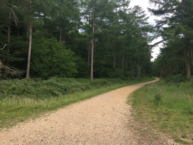 Chawton Park Wood - Mountain Bike Trails & Tracks | Komoot