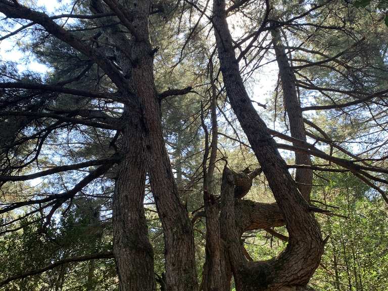 Punta di a Vacca Morta – Faszinierender Baum Loop from Agnarone | hike ...