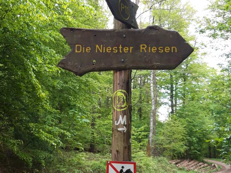 Niester Riesen ; Uralte Bäume - Routes for Walking and Hiking | Komoot