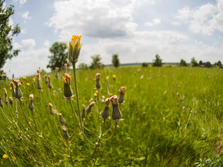 Dorney Common and fields - Cycle Routes and Map | Komoot