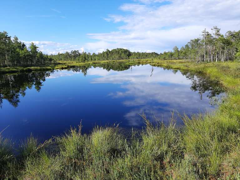 Lago de turbera en la Reserva Natural Knuthöjdsmossen: Rutas de ...