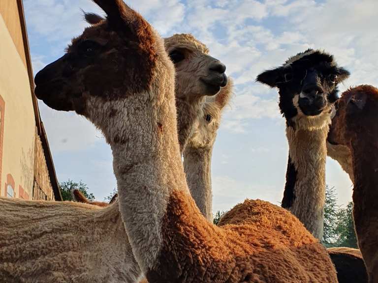 Alpaka-Weide: Wanderungen und Rundwege | komoot