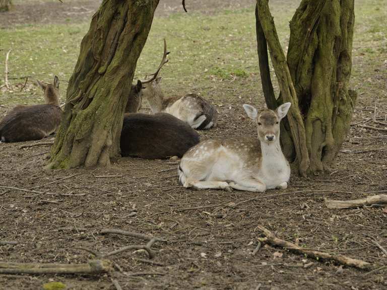 Damwild-Gehege: Wanderungen und Rundwege | komoot