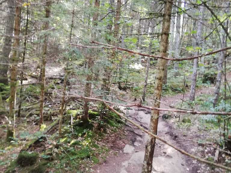 Roots-Rock-Trail S2 Mountain Bike Trails & Tracks | Komoot