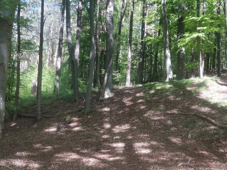 Burgruine Schauerberg - Mountain Bike Trails & Tracks | Komoot