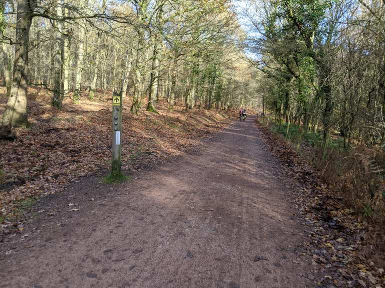 Family Cycle Trail loop — Forest of Dean Gravel | mountain bike ride ...