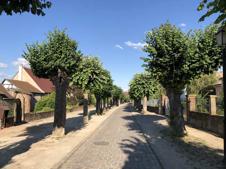 L'église Saints-Pierre-et-Paul – Ottrott Circuit à partir de Obernai ...