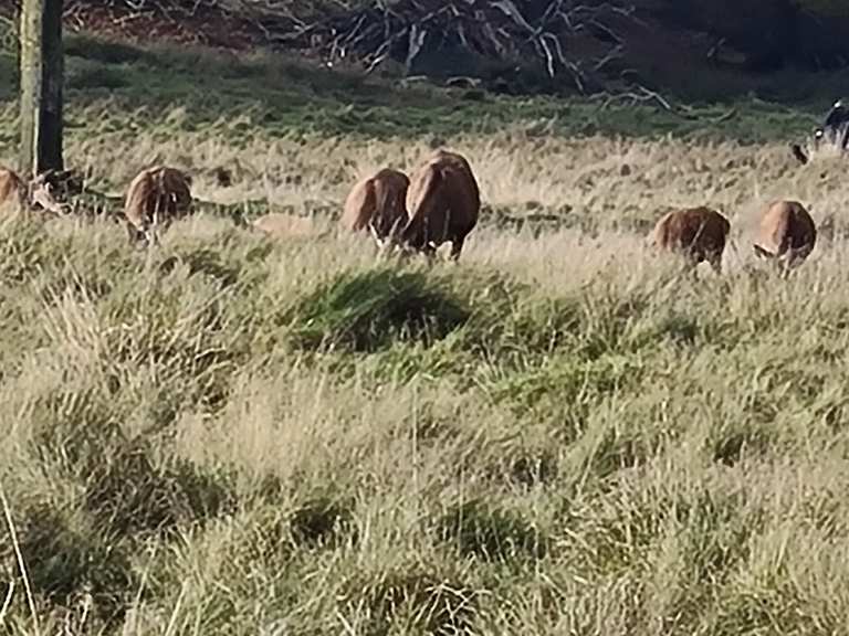 Tatton Park Road Cycle Routes and Map | Komoot