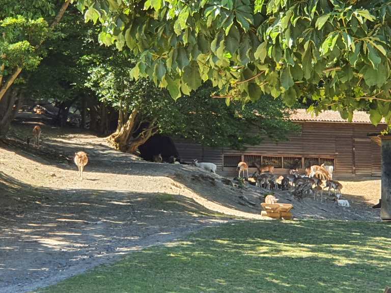 Wild- und Freizeitpark Gackenbach: Wanderungen und Rundwege | komoot