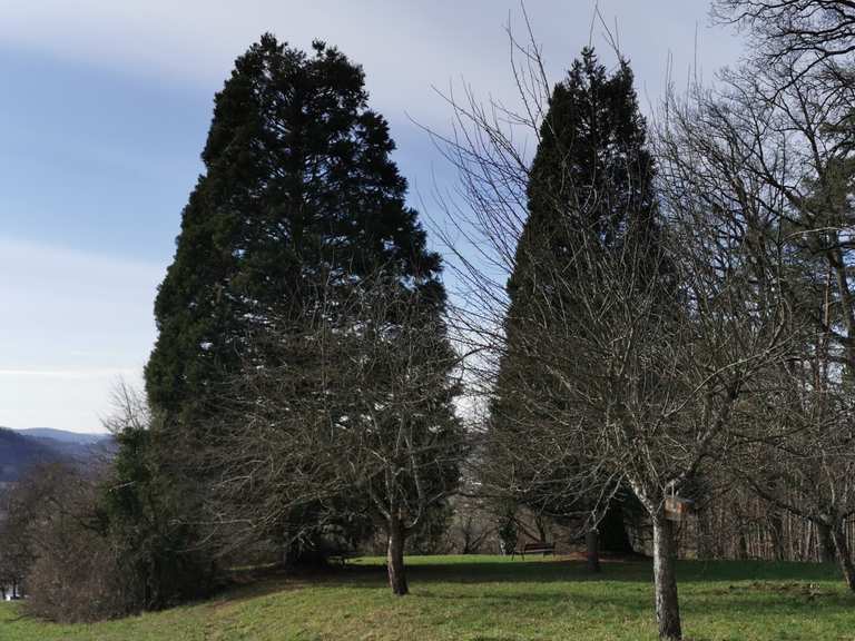 Giant Sequoias – Hikes & How to Get There | Komoot