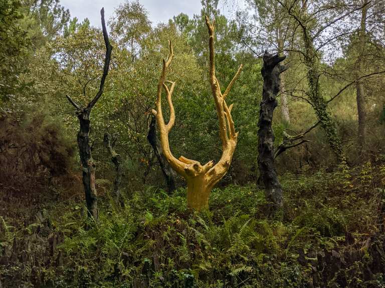 Arbre d'Or - Paimpont, Rennes | Hiking Tips & Photos | Komoot