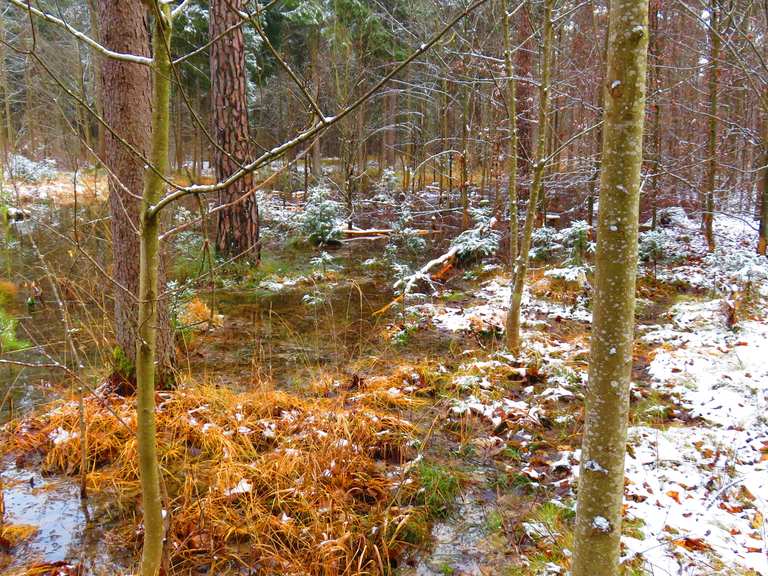 Alter Floßgraben Forest Path Mountain Bike Trails & Tracks | Komoot