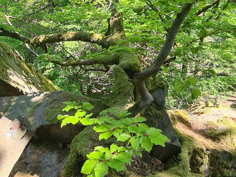 Dachsbau wandelroutes en hikes | Komoot