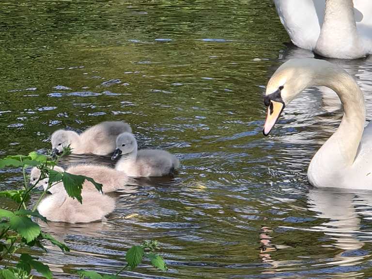 Compstall Nature Reserve Routes for Walking and Hiking | Komoot