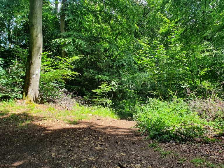 Buckholt Woods Singletrack Mountain Bike Trails & Tracks | Komoot