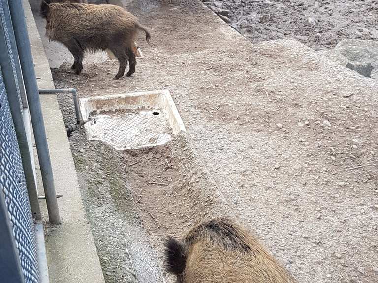 Wildpark Haibach Routes for Walking and Hiking | Komoot